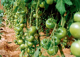 Abu Dhabi promotes local vegetables, fruits | Khaleej Times