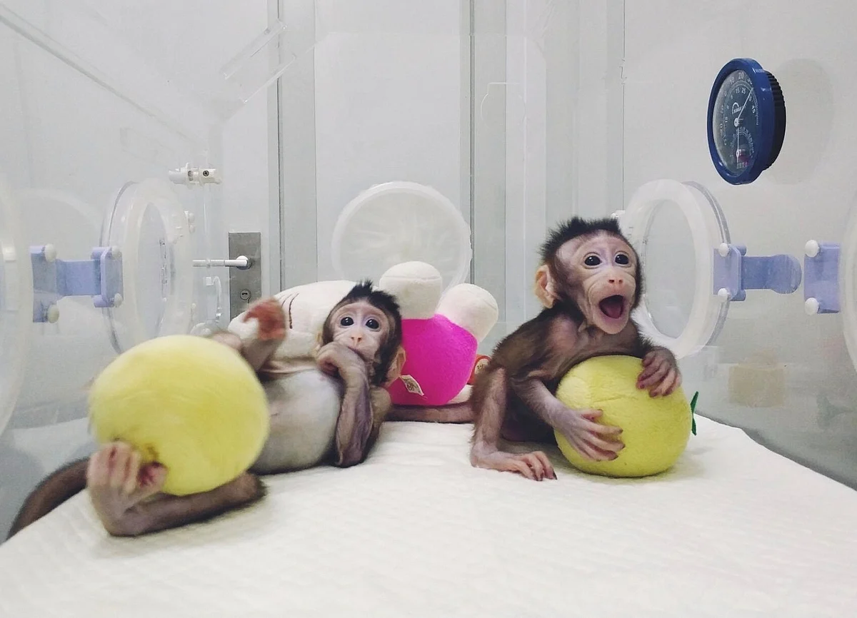 First monkeys cloned by process that made Dolly the sheep