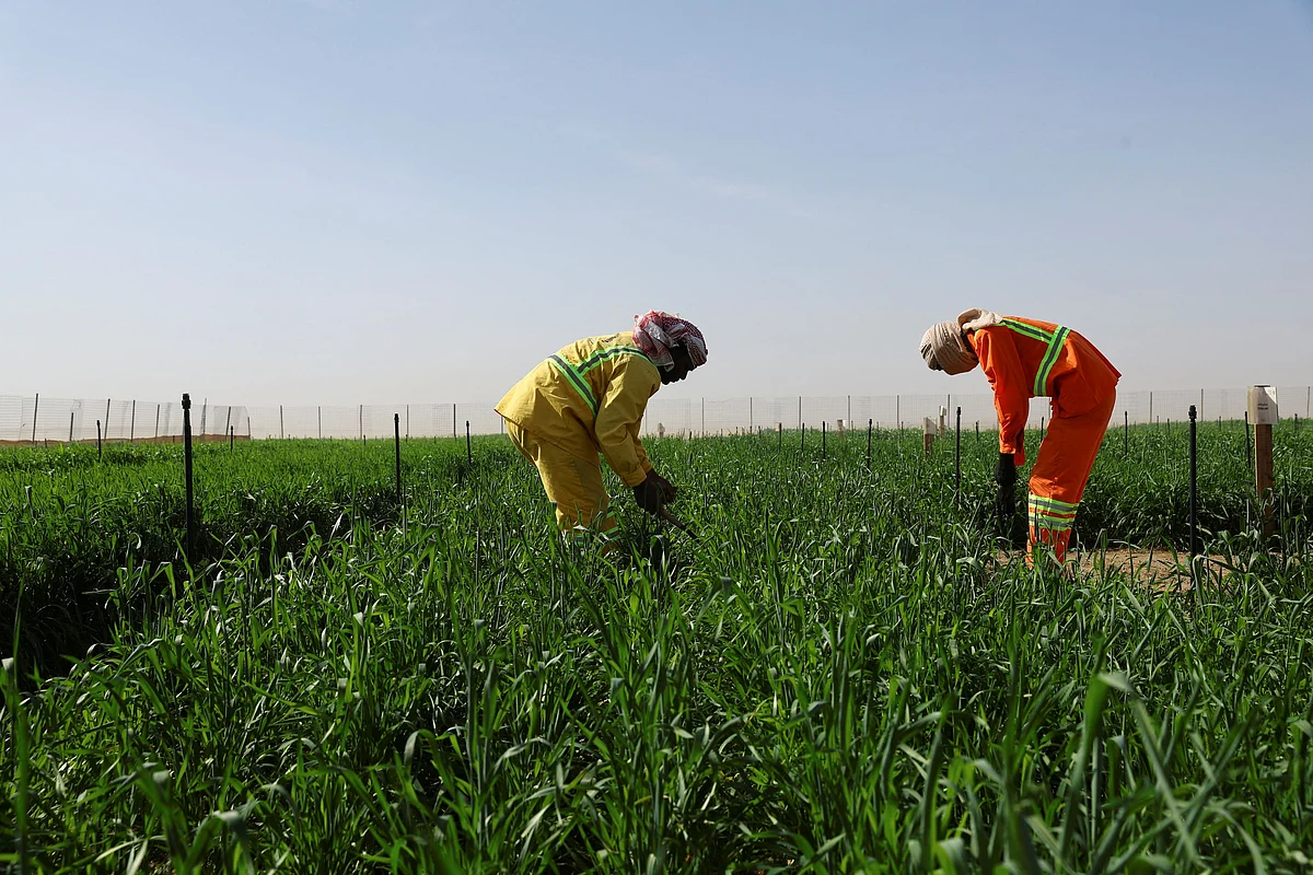 Massive carpet of green over UAE desert to get bigger as Sharjah wheat ...