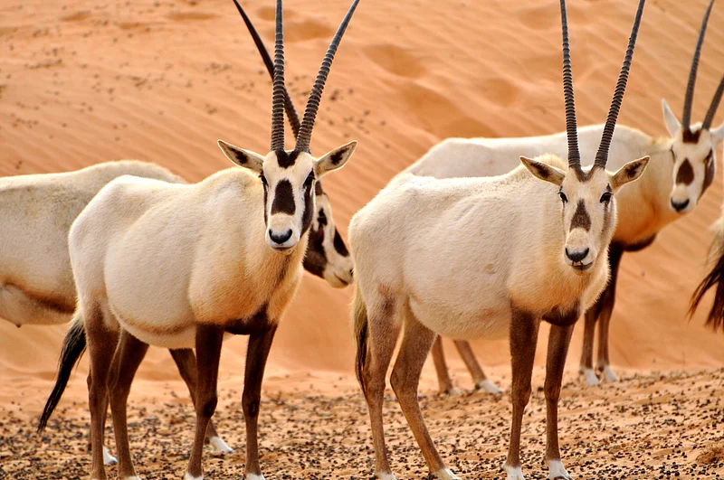 What is the national animal of the UAE? Dubai residents respond ...