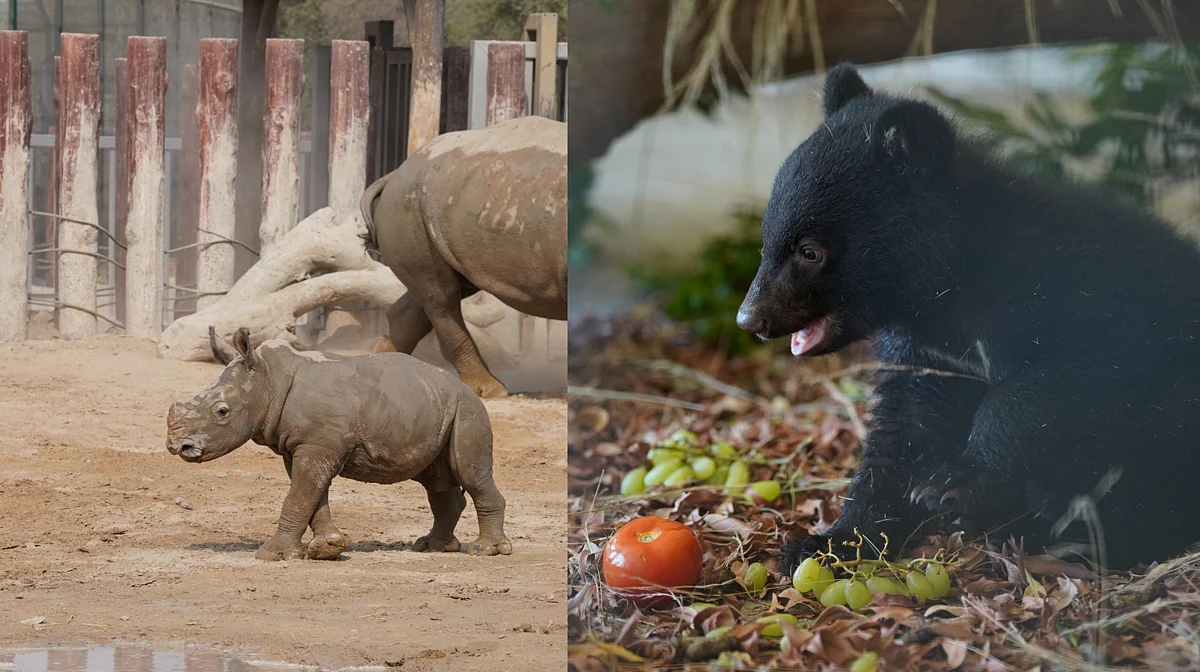 Look: Want to name a white rhino or twin moon bears? Dubai Safari Park ...