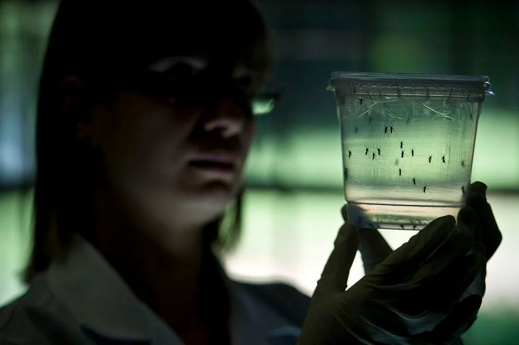 Dubai free of Zika virus mosquito | Khaleej Times