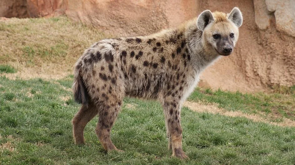 This Gulf restaurant was serving HYENA MEAT to customers | Khaleej Times