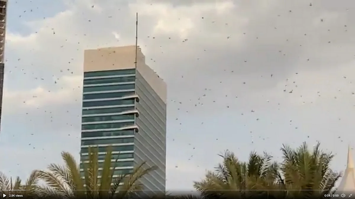 Strong wind brings locust swarms to Dubai, Abu Dhabi | Khaleej Times