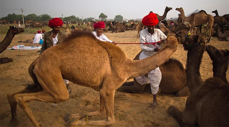 Left in the heat all day, camel bites owner's head off | Khaleej Times