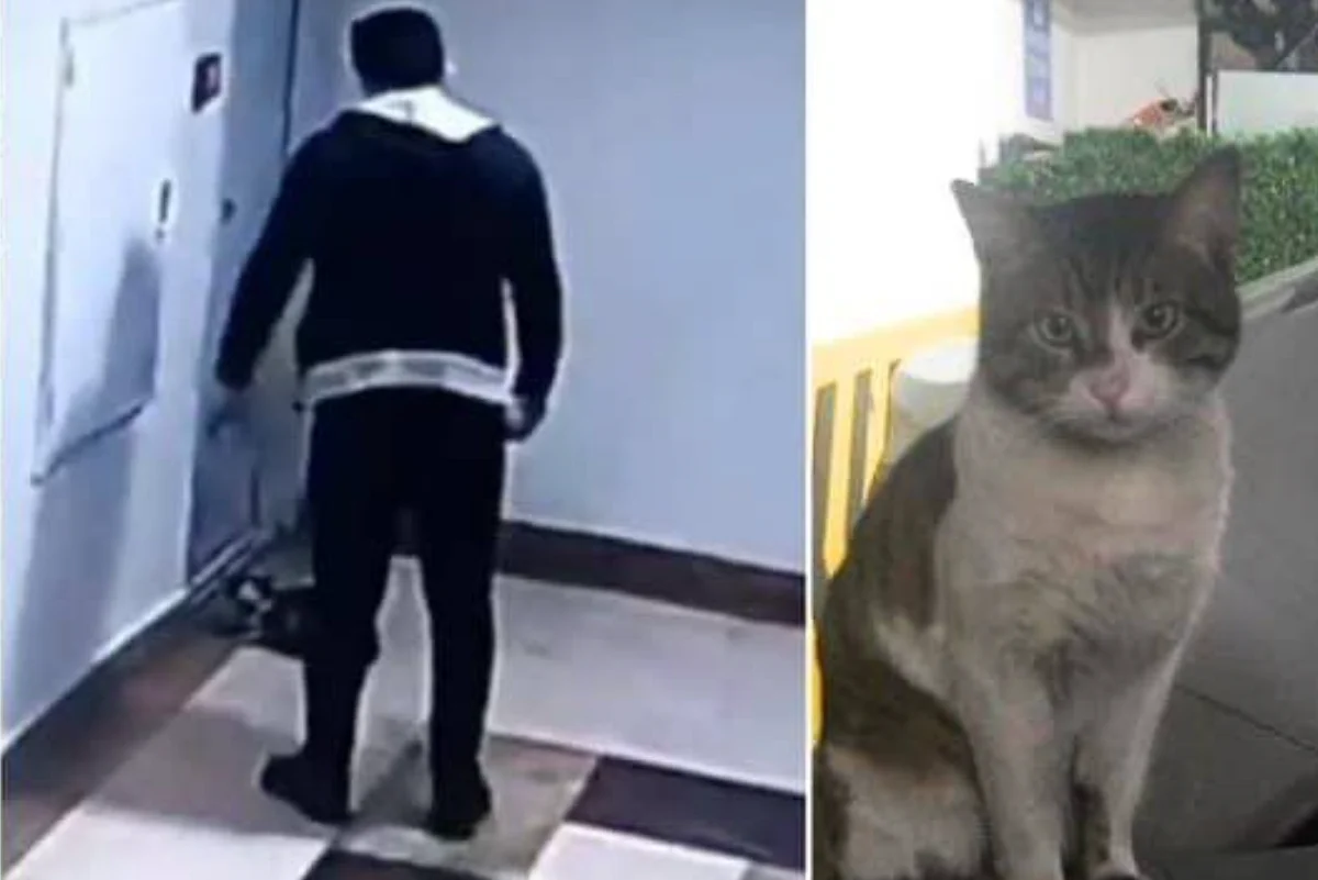 Killing of stray cat triggers protests, death threats and president's ...