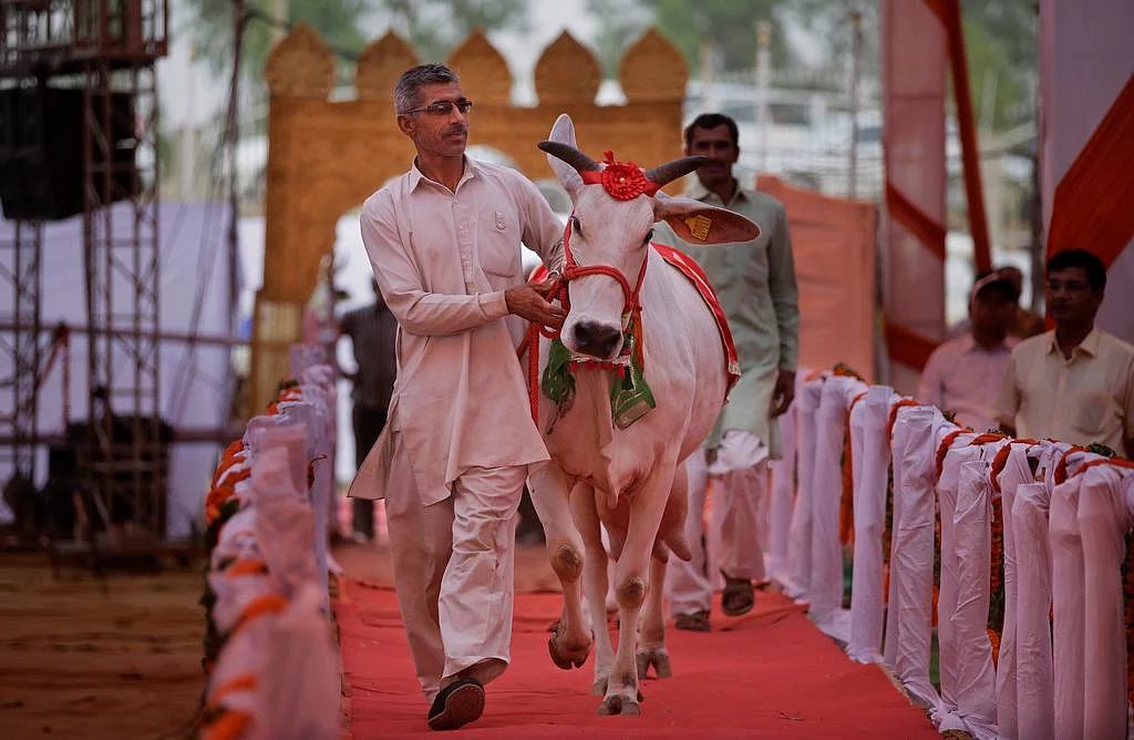 Cows, bulls walk the ramp in India | Khaleej Times