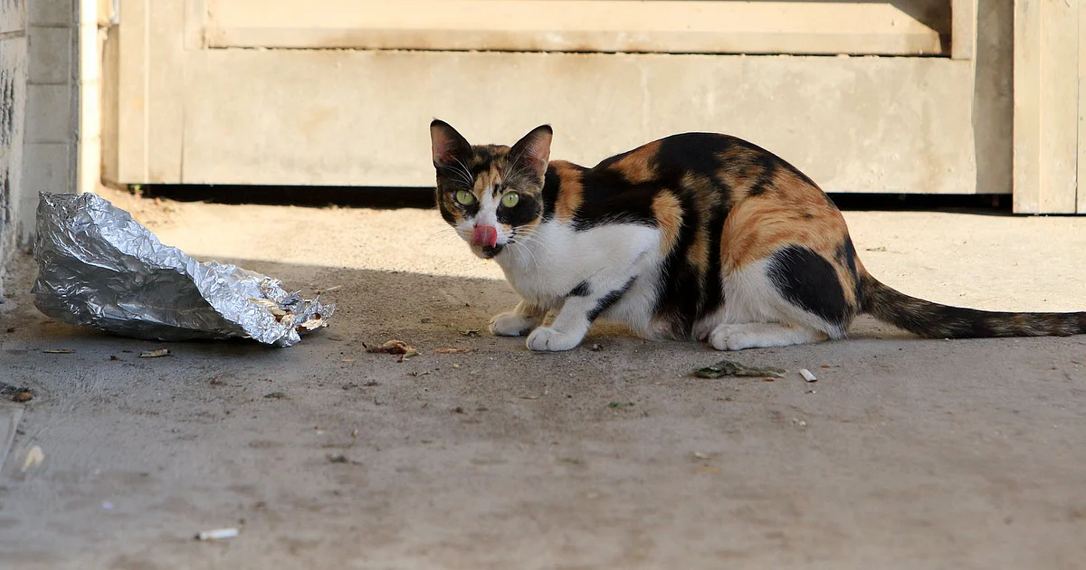 Some UAE residents spend 'half their salary' on caring for stray cats ...