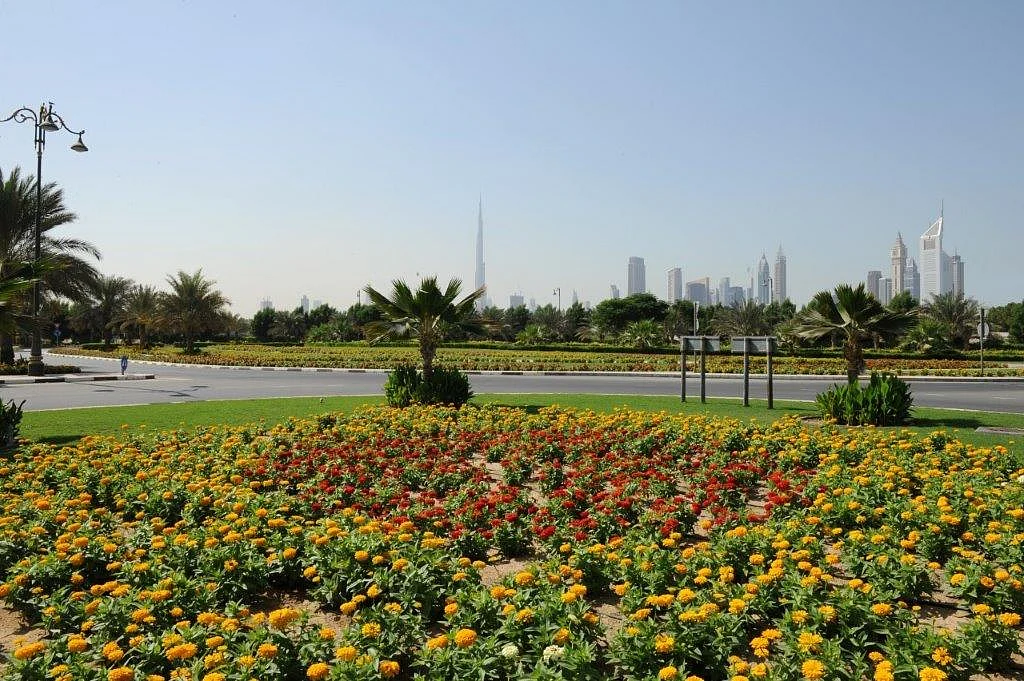 Dubai: More than 170,000 trees planted across Emirate in 2021 | Khaleej ...