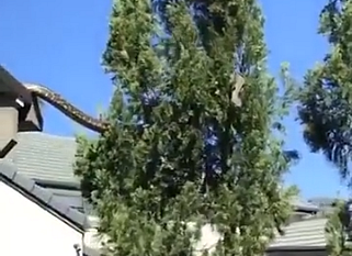 Watch: 16-foot python slithers from roof to tree in skin-crawling video ...