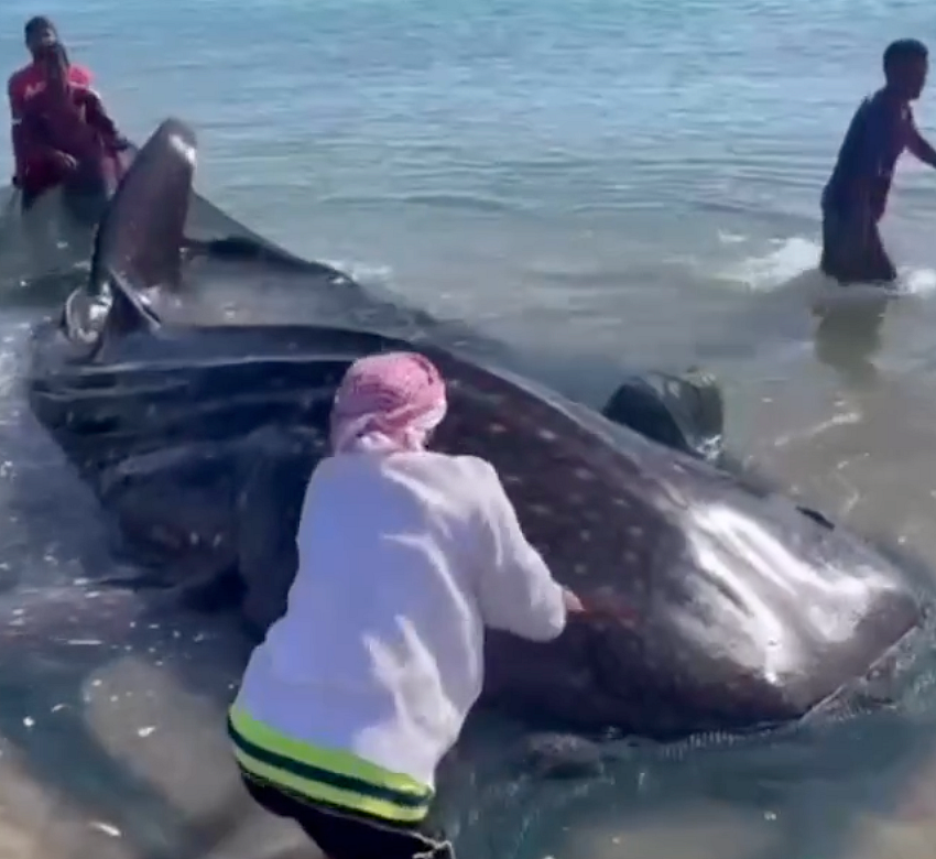 Watch: UAE fishermen rescue stranded whale shark, return it to water ...