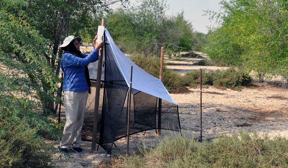 UAE: Meet the Indian scientist who discovered 11 species of insects ...