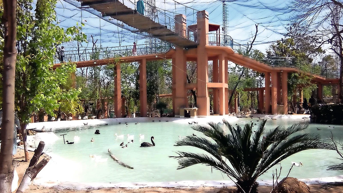 Wings of Wonder: Inside the World’s Third Largest Bird Aviary in ...