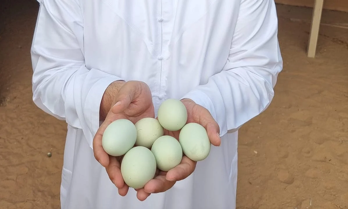 UAE: This Emirati breeds chickens that lay blue eggs | Khaleej Times