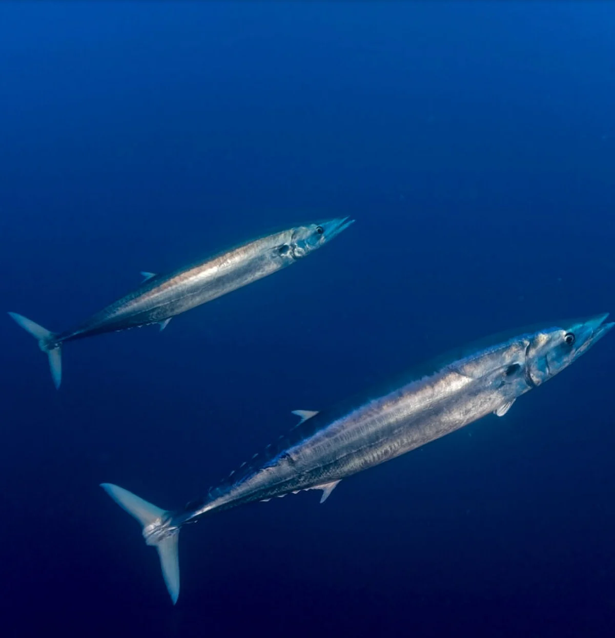 UAE: World's first project to track kingfish by satellite implemented ...