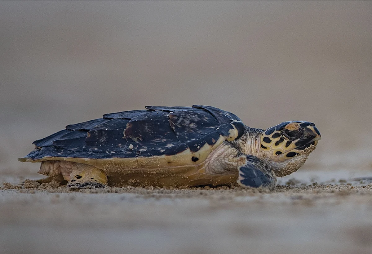 UAE: 150 sea turtles rehabilitated in Abu Dhabi | Khaleej Times