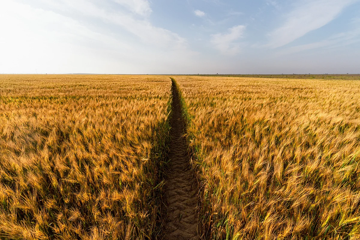Greenery in the desert: UAE farms growing cocoa, strawberry, wheat ...