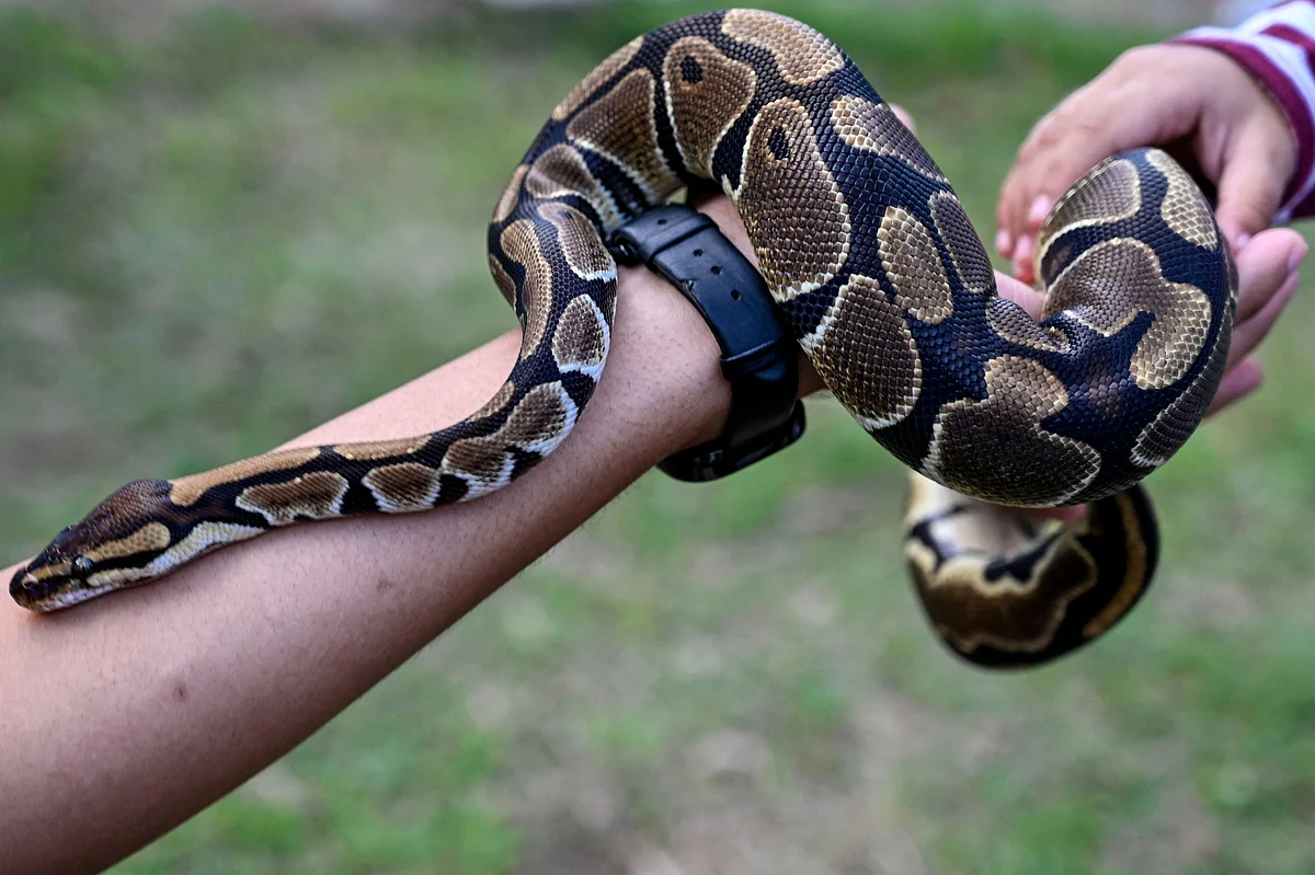 Australia: 5-year-old survives after being bitten, pulled into pool ...