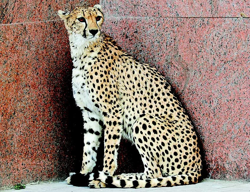 Look: When a cheetah took a ‘leisurely stroll’ down a bustling UAE ...