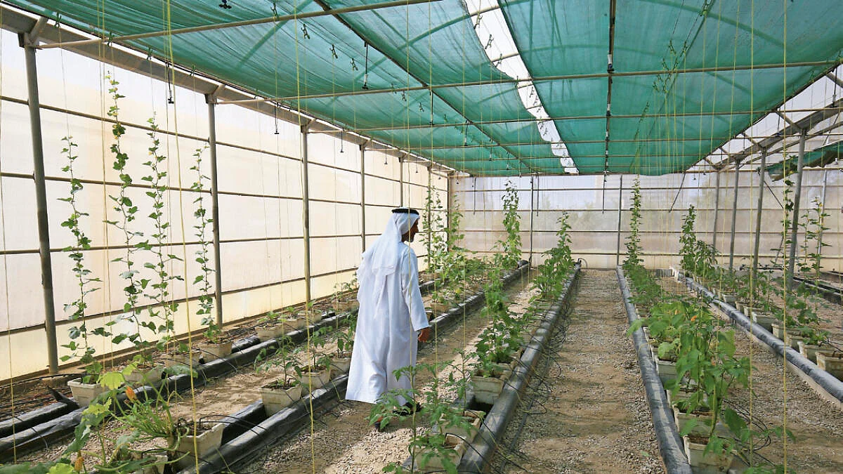 UAE: Dh5-million loan helps farmers grow all kinds of food | Khaleej Times