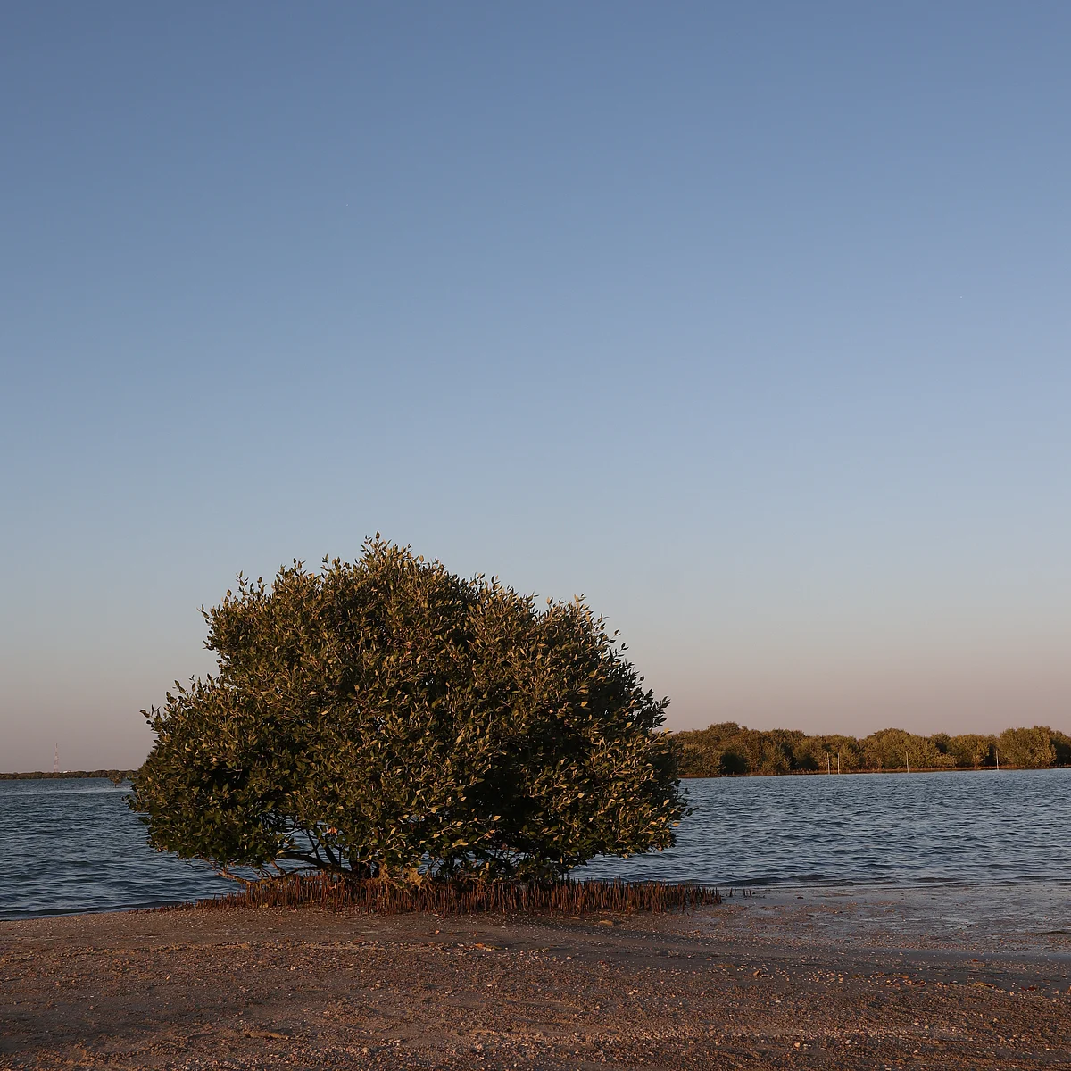Dubai: Dewa plants 4,500 mangrove trees in Jebel Ali Marine Sanctuary ...