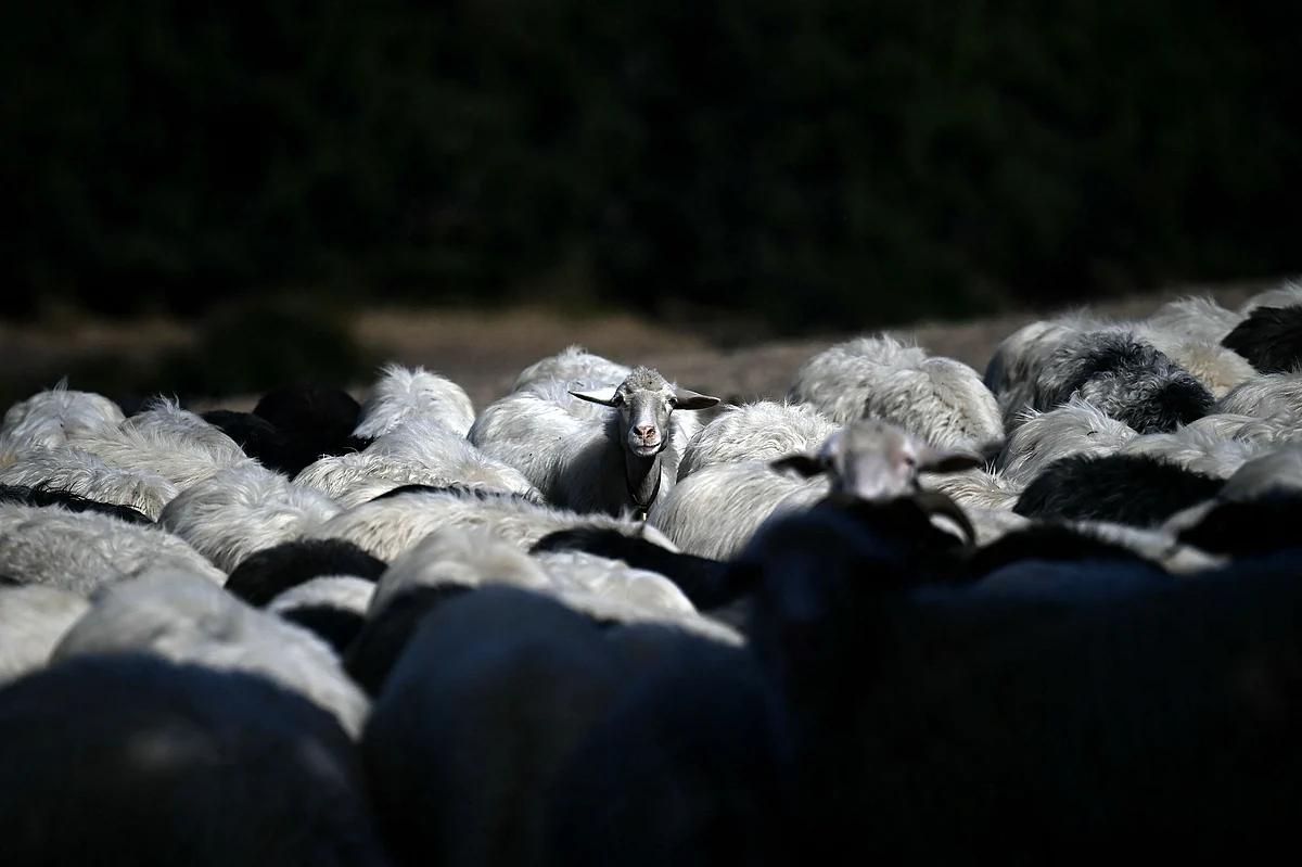 German sheep farmers feel abandoned in bluetongue crisis | Khaleej Times