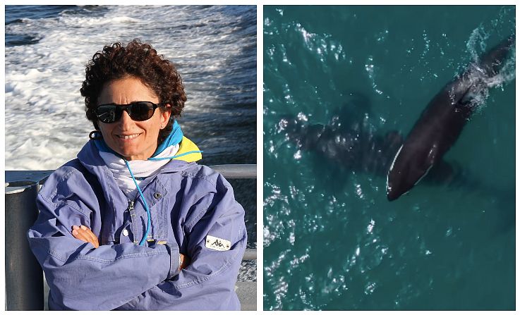 Killer whales in UAE: What to do if you spot orcas | Khaleej Times