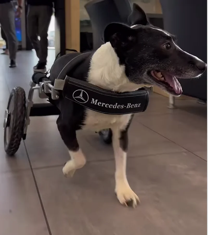 Watch: Two-legged dog gets custom-made Mercedes wheelchair