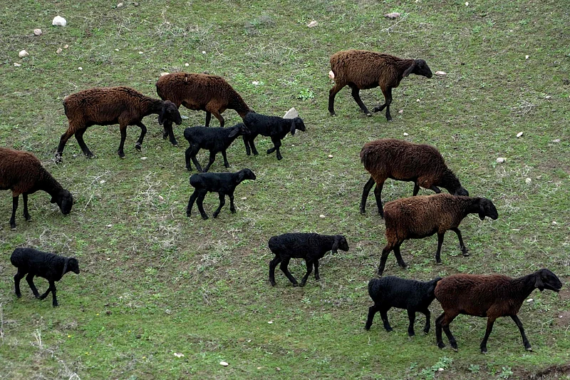The giant sheep helping Tajikistan weather climate change