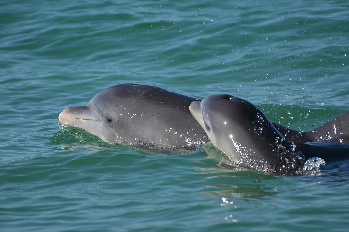 Dolphin attacks swimmer leaving him with broken ribs, bite marks ...