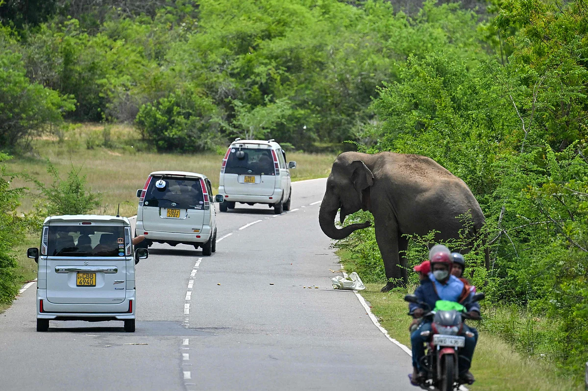 Lanka pilgrims jump into lake to escape elephants running amok ...