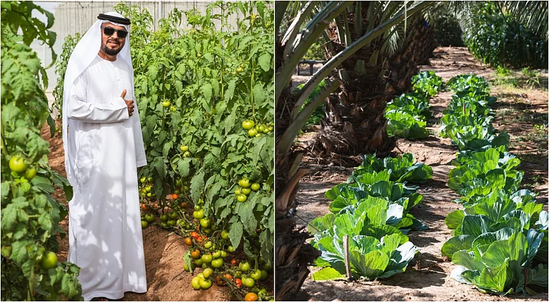 Look: How UAE farmer built farm that has 'everything', fed family for ...