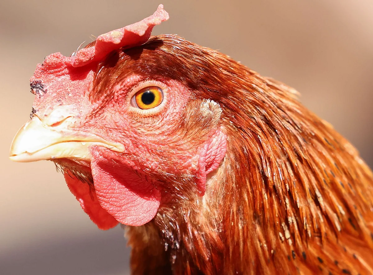 UK puts in place restrictions for all bird keepers as avian flu cases ...