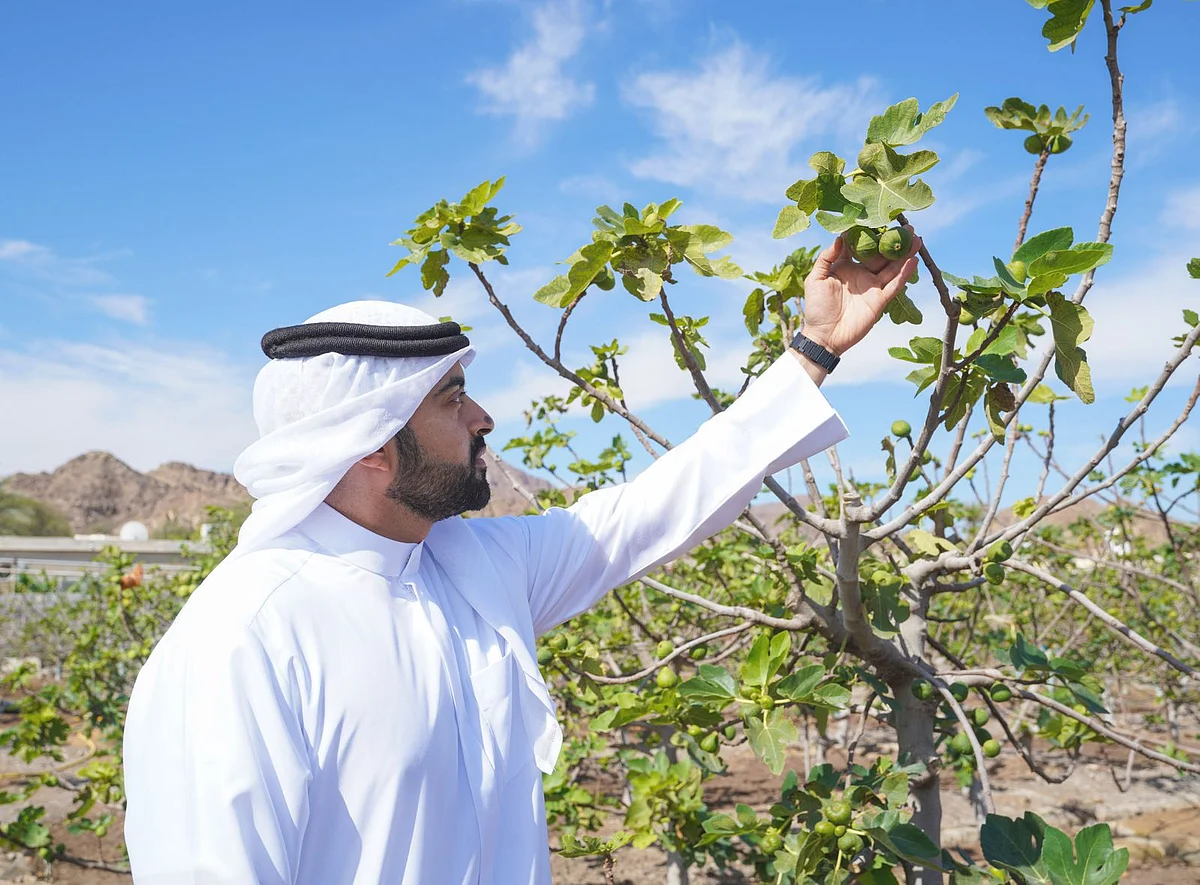 Up to Dh20,000 prize: UAE farmers display best produce to win Hatta ...