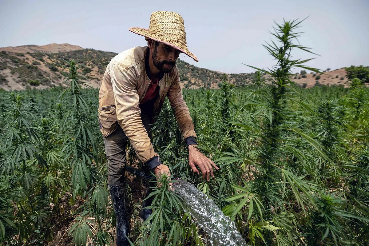 In Morocco, cannabis growers come 'out of the shadows' | Khaleej Times