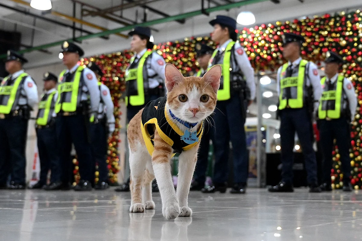 Watch: Stray cats wear security vests, 'inspect' bags in Philippines ...