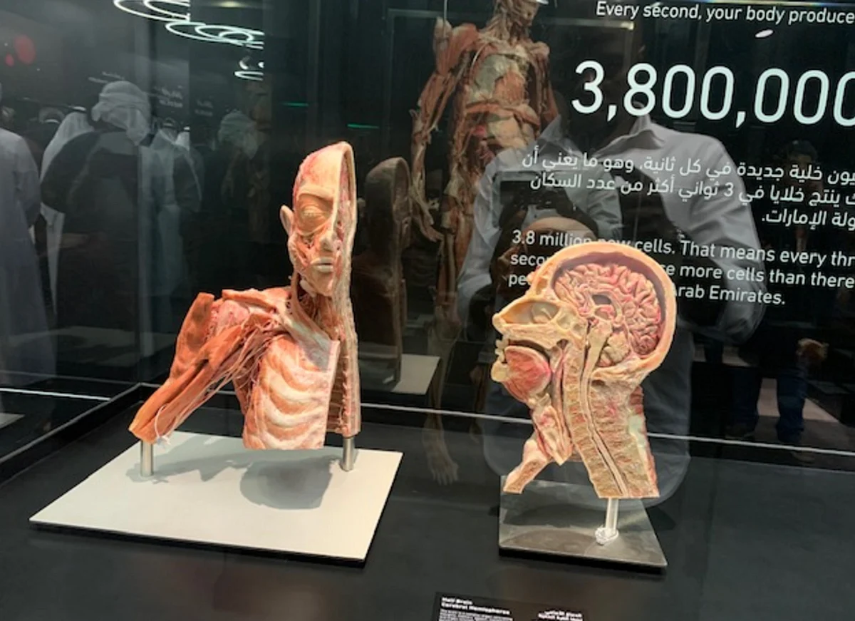 Look: Museum showcasing human body opens at Abu Dhabi’s Khalifa ...