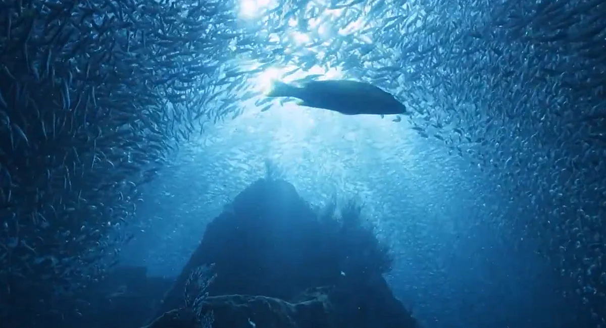 Dubai launches one of world's largest marine reef development projects ...