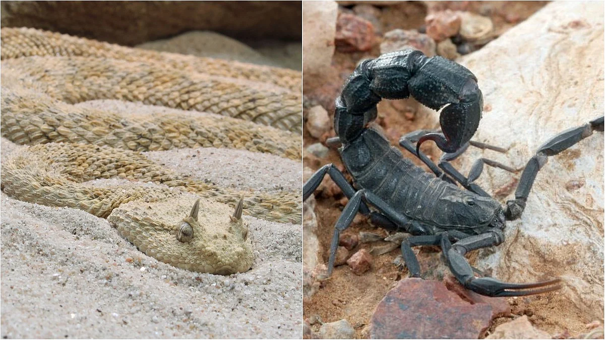 UAE: Camping in the desert? What to do if you see snakes, scorpions ...