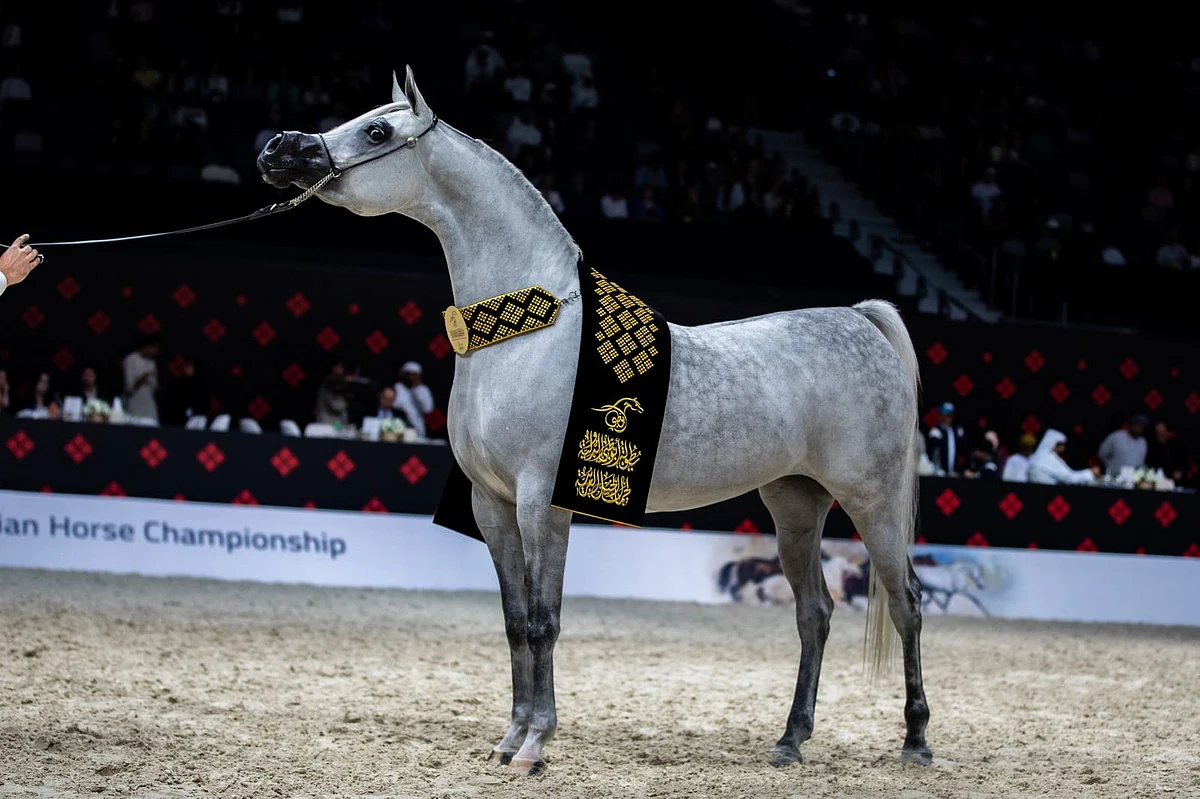 World’s best show horses to wow fans at Dubai International Arabian ...