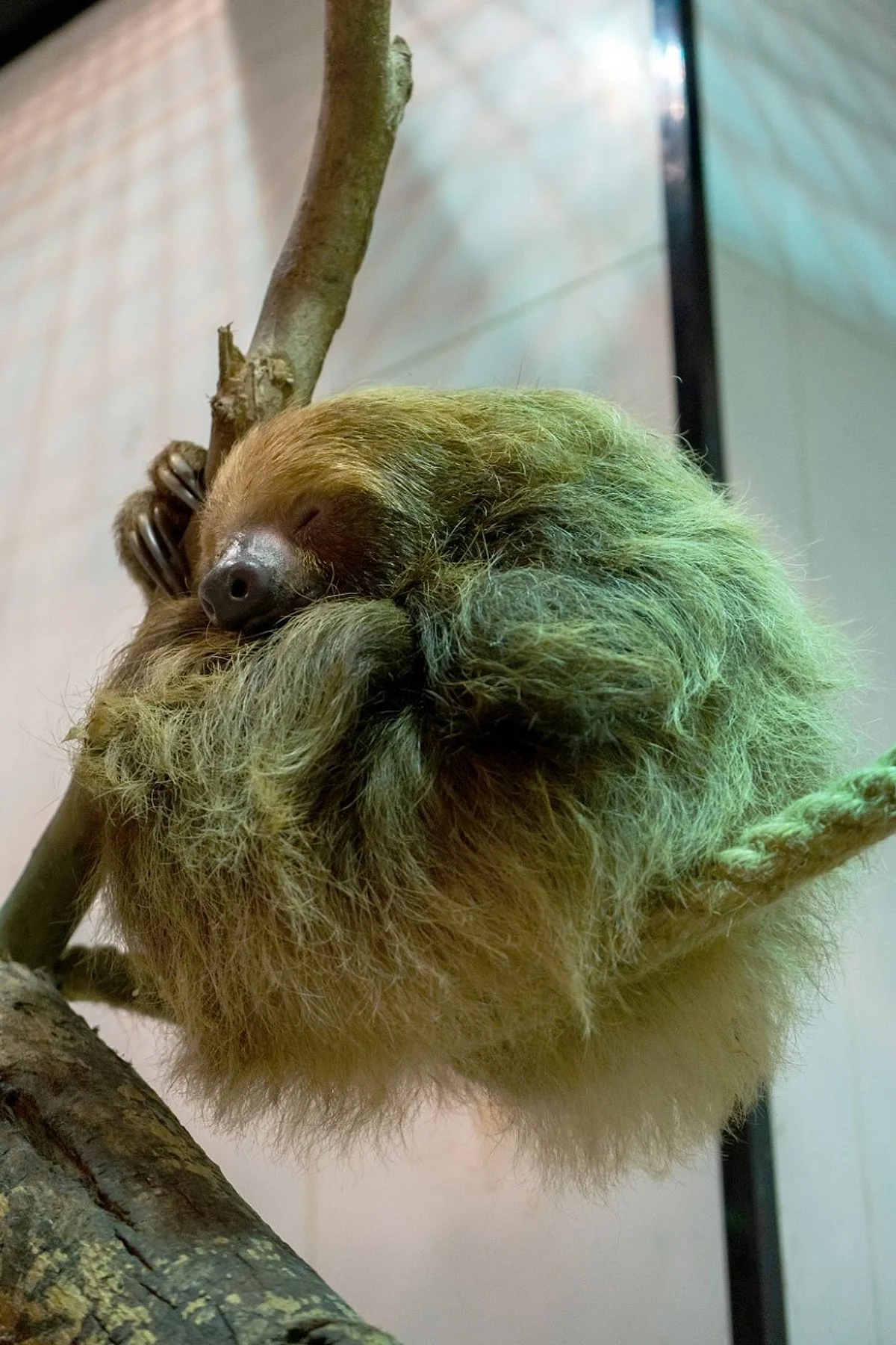 Look: Dubai's tropical rainforest gets two sloth sisters | Khaleej Times