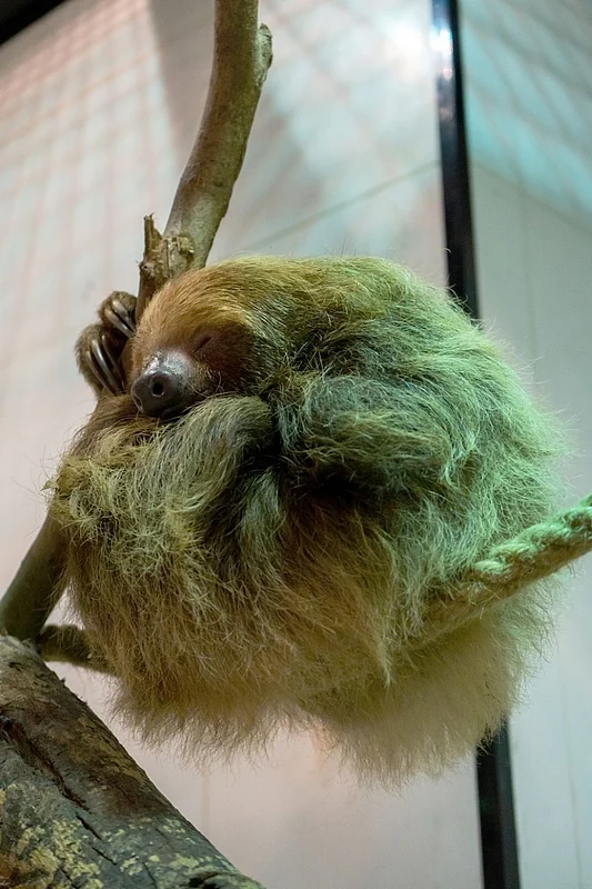 Look: Dubai's tropical rainforest gets two sloth sisters | Khaleej Times