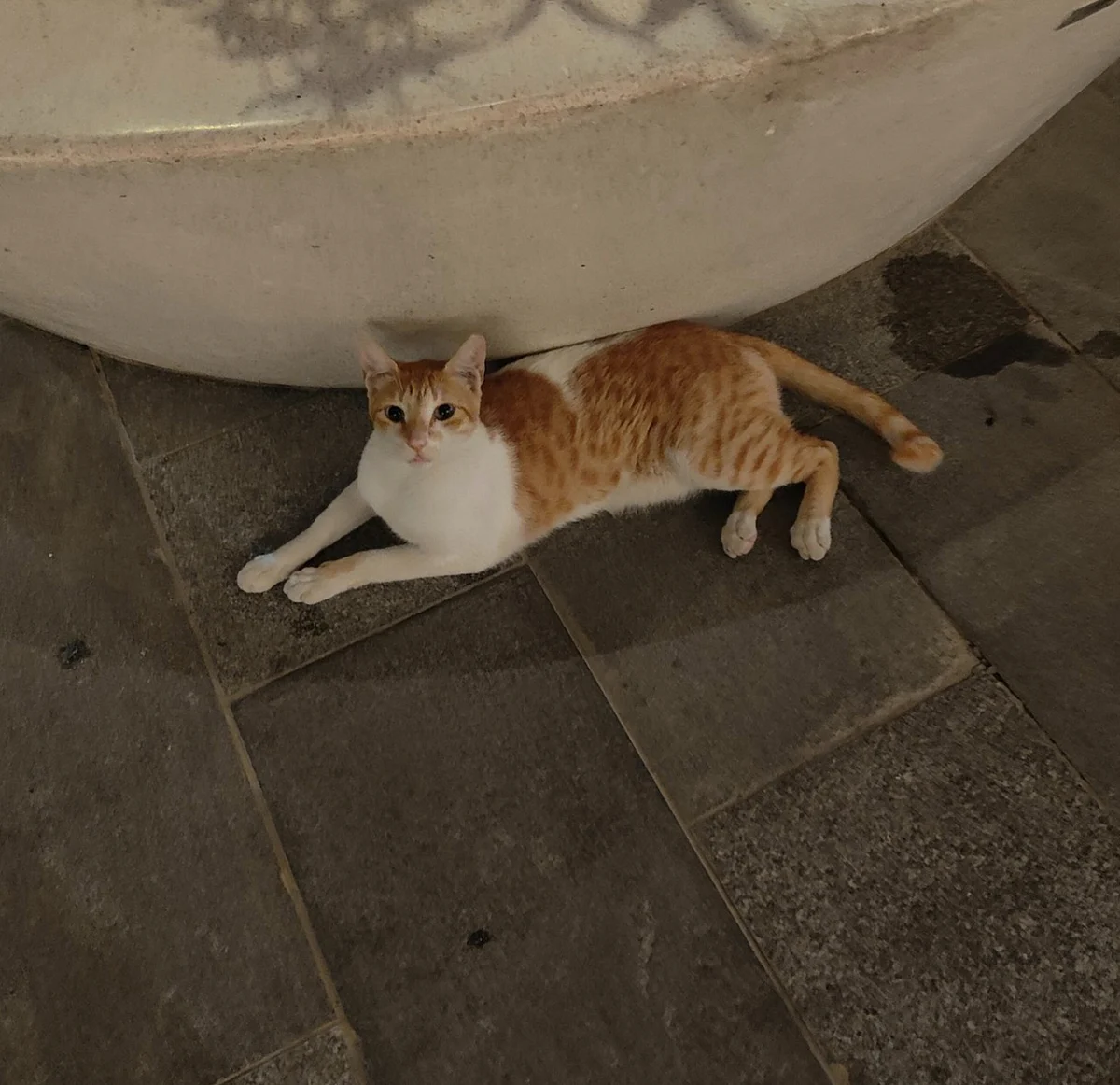 Dubai: Cat poisoning sparks outrage in community, residents demand ...