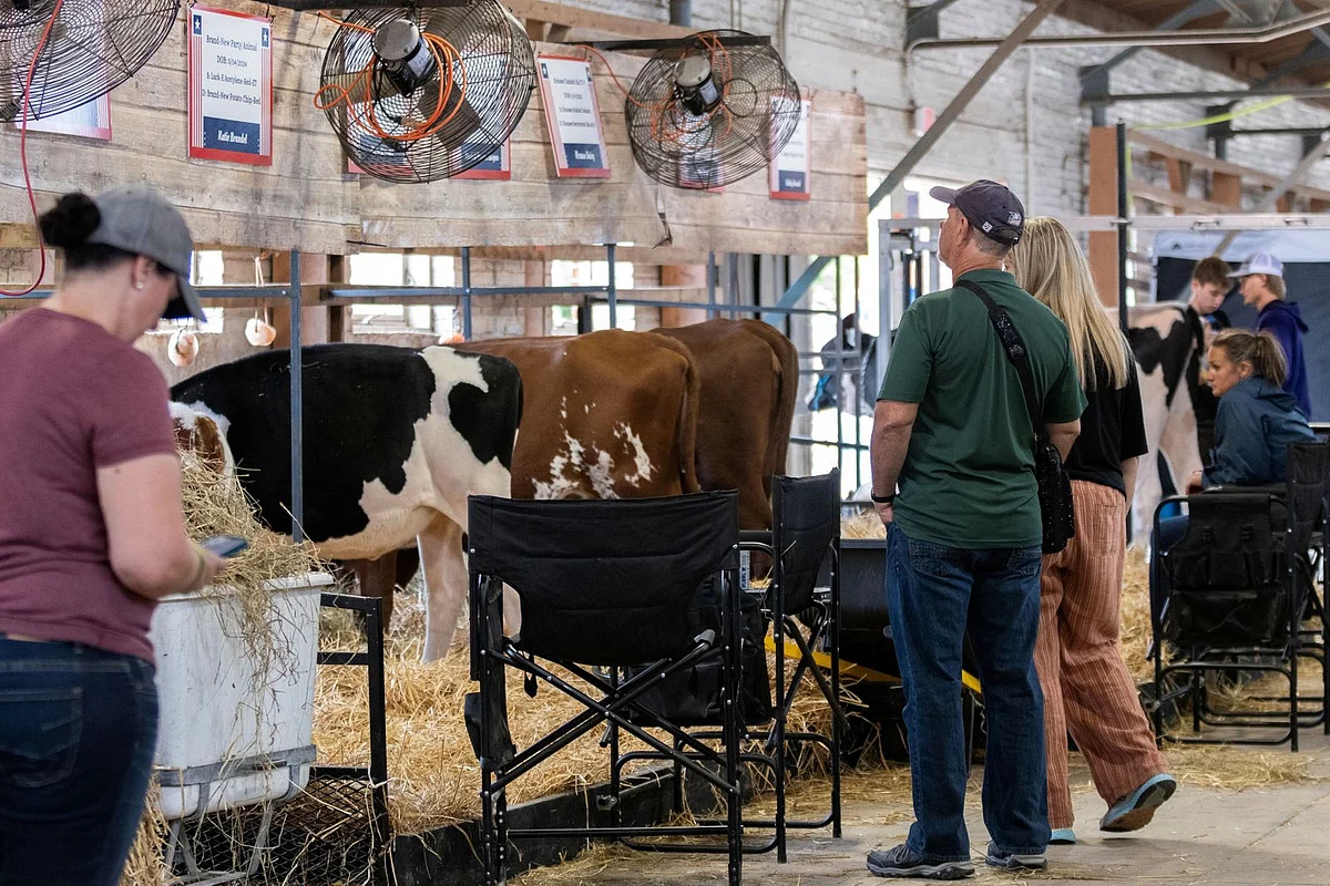 Fake cows ready for milking at US state fairs as bird flu threat looms ...