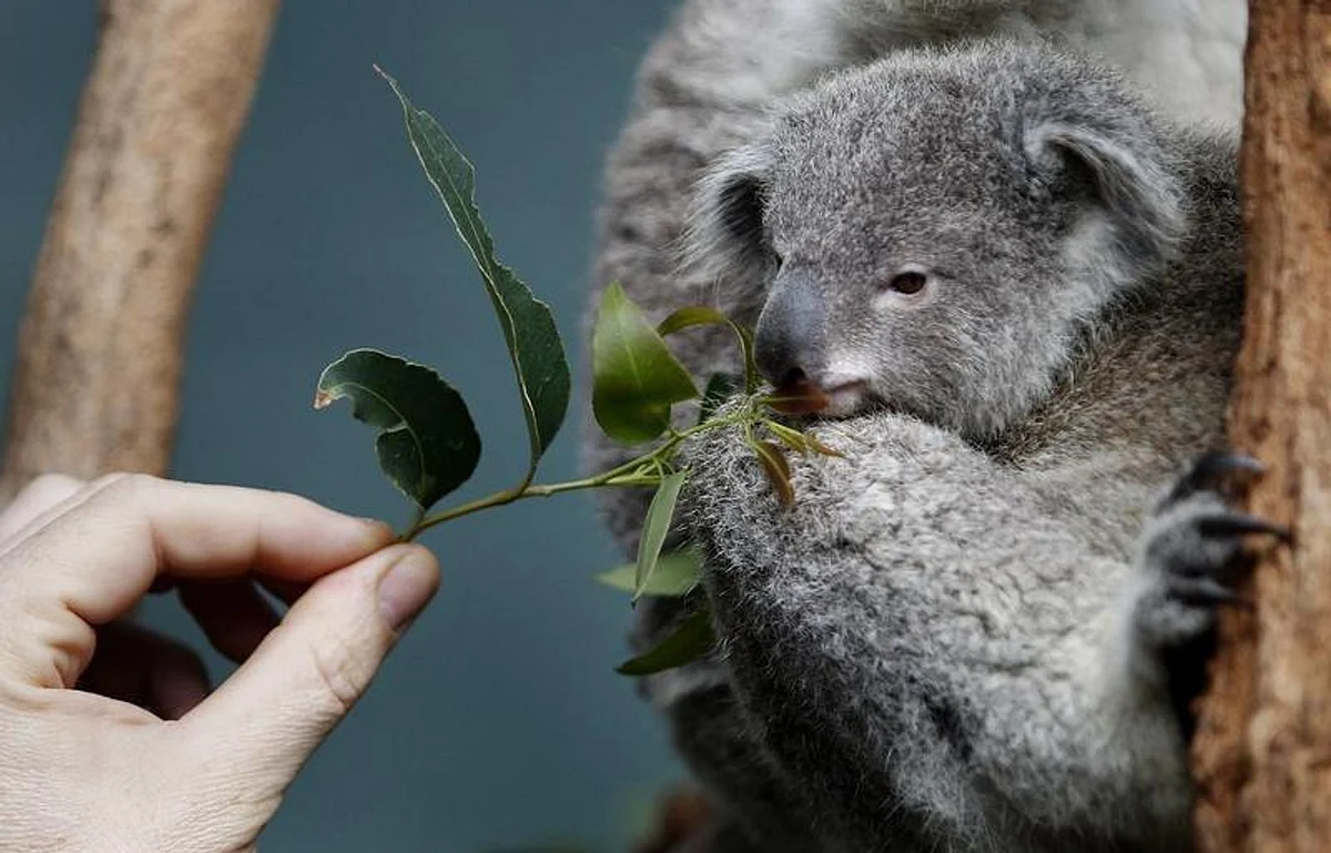 Koalas declared endangered as disease, lost habitat take toll