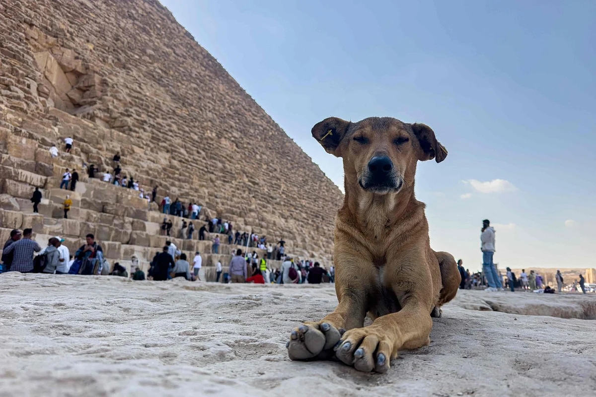 Stray dogs in Giza become tourist draw after 'pyramid puppy' sensation ...