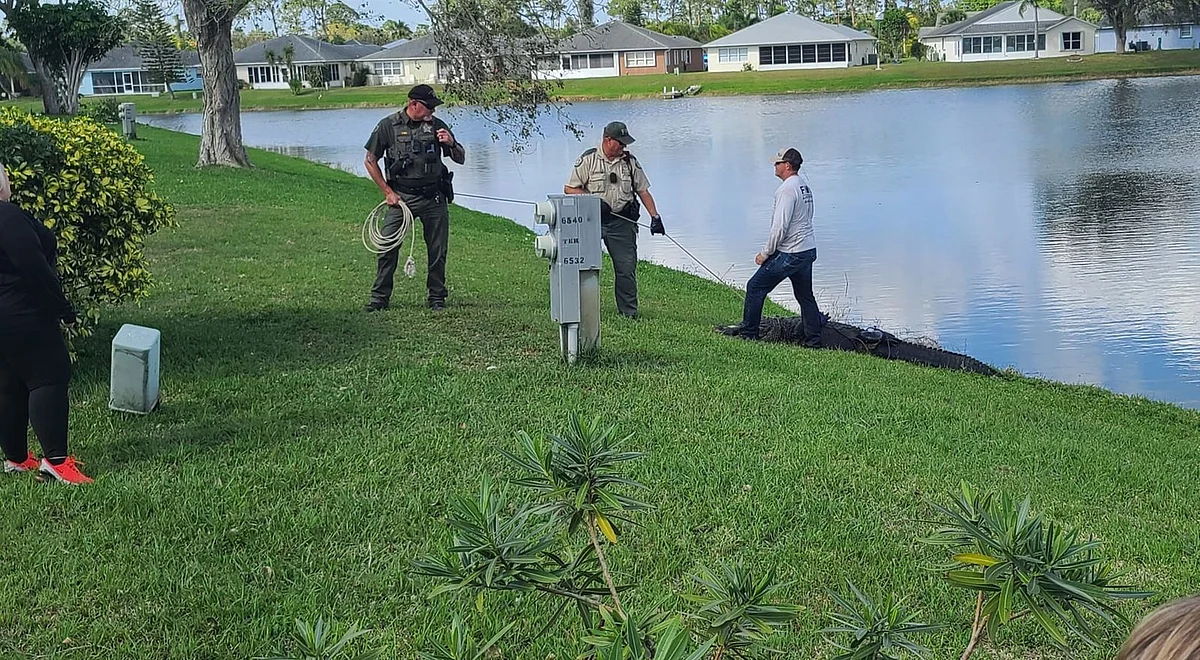 US: Alligator kills 85-year-old Florida woman as she walked dog ...