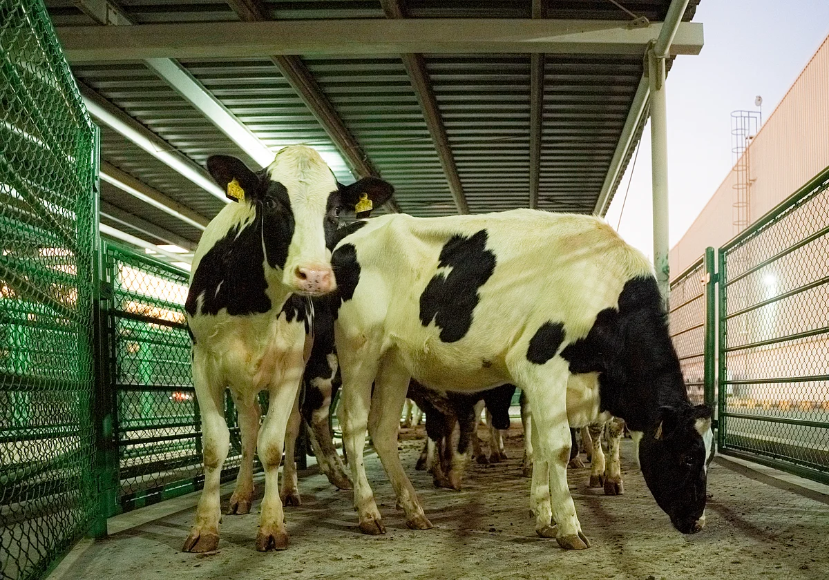 Look: Sharjah farm receives second batch of cows as Meliha milk goes ...