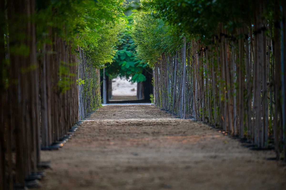 In pictures: Walk among 130,000 trees in UAE's newest free-for-all ...