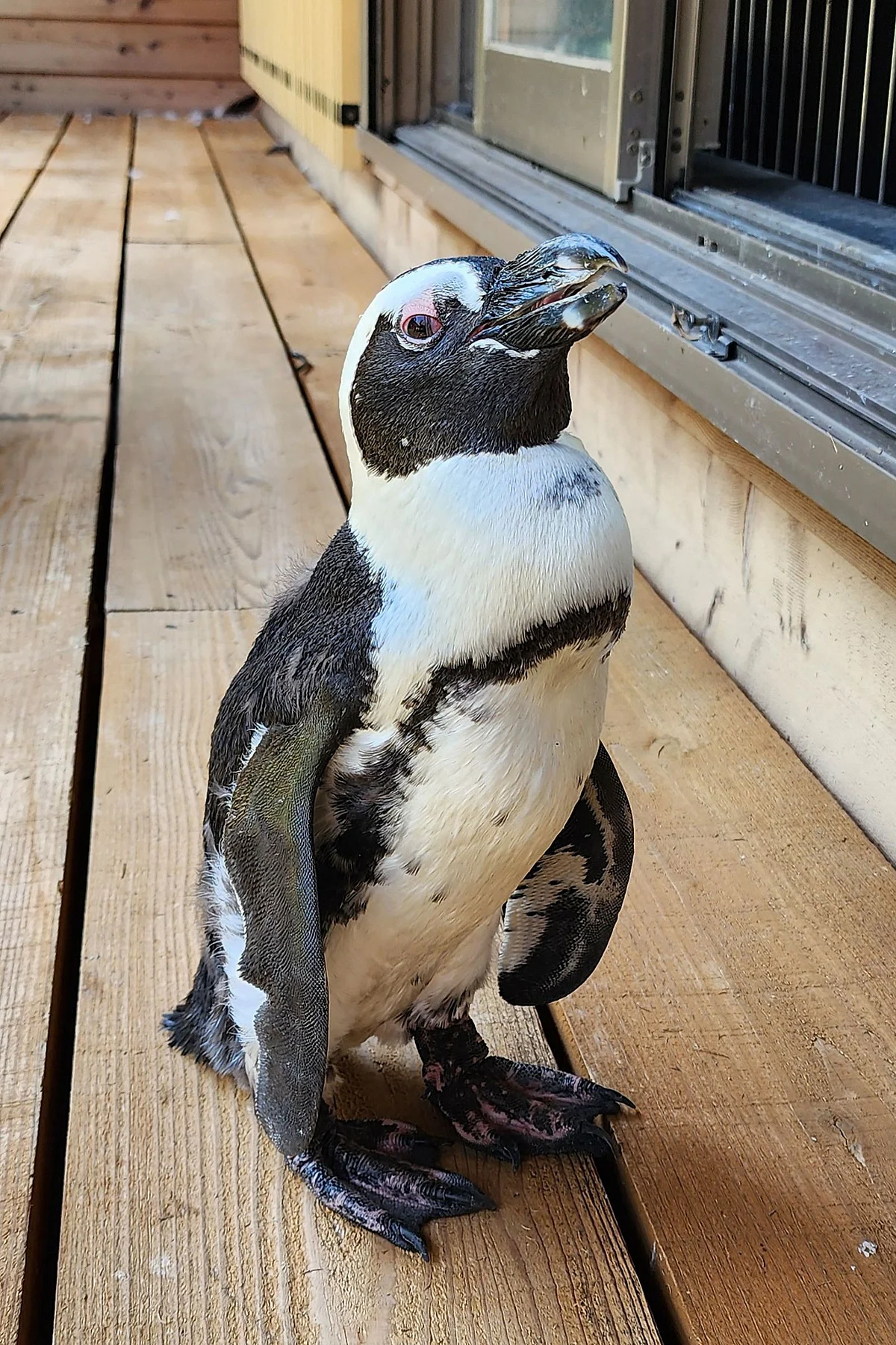 'Miracle' Japan penguin found two weeks after escape